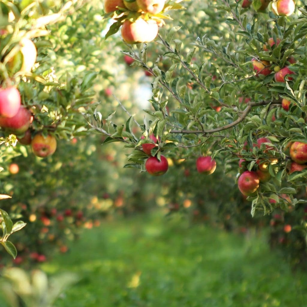5 Fruit Trees That Thrive In Cold Climates Earth Development