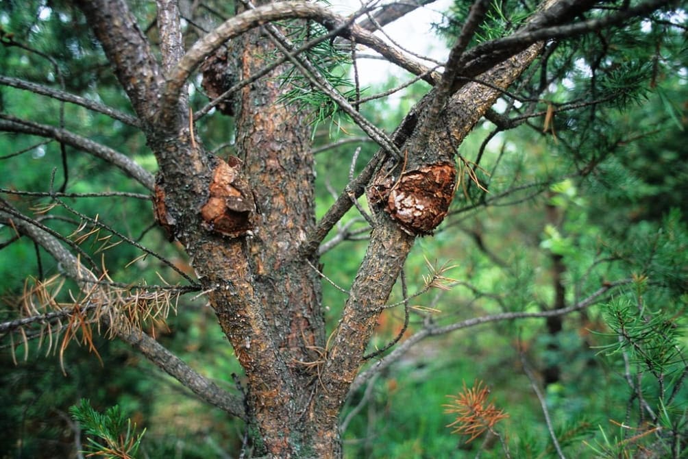 5 of the Most Common Tree Diseases of Wisconsin (And What You Can Do ...