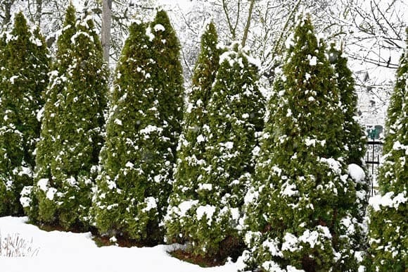 How to Protect Trees in Winter - Earth Development