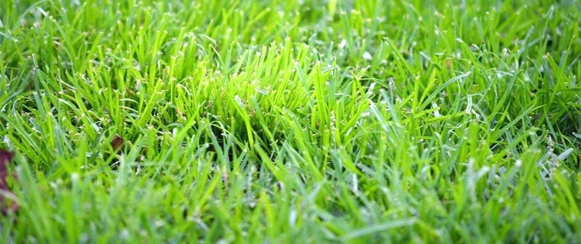 Guide To Using Pre-Emergent Herbicide - What Is it and why use it ...